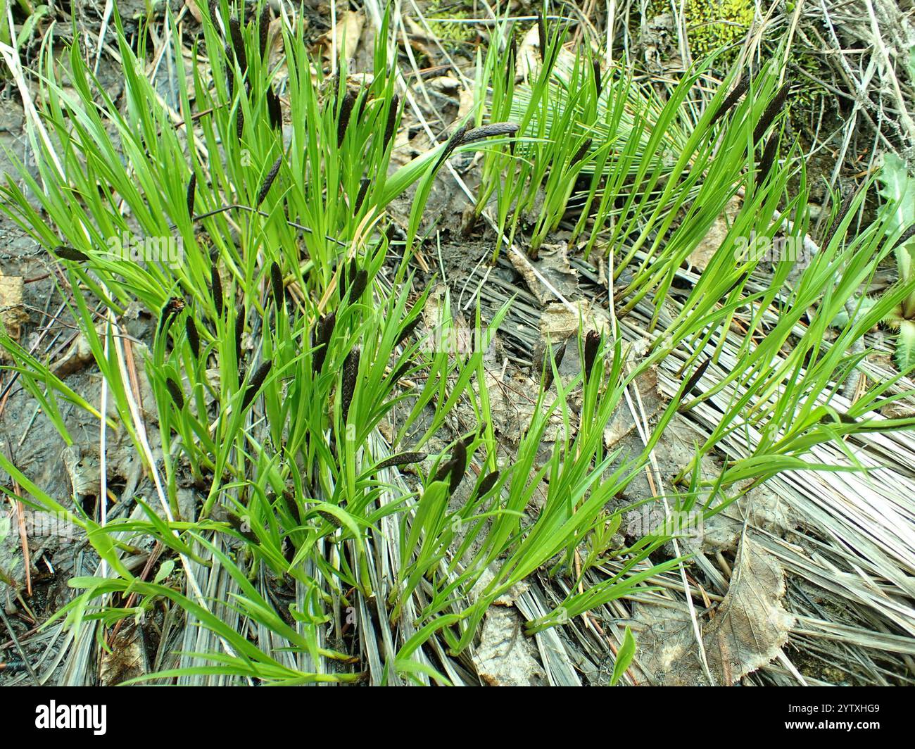 true sedges (Carex Stock Photo - Alamy