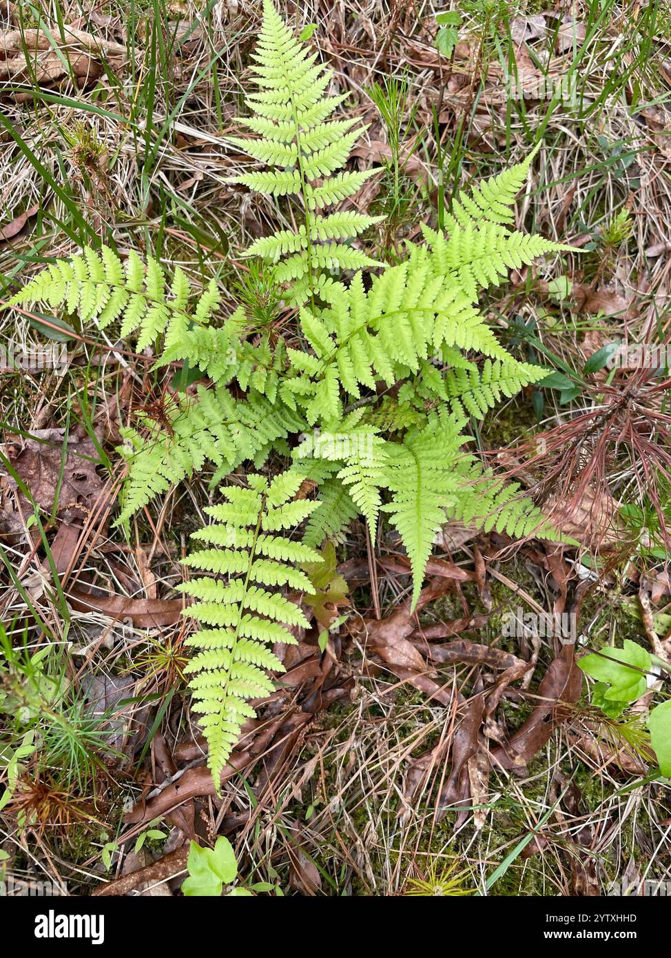 southern lady fern (Athyrium asplenioides Stock Photo - Alamy