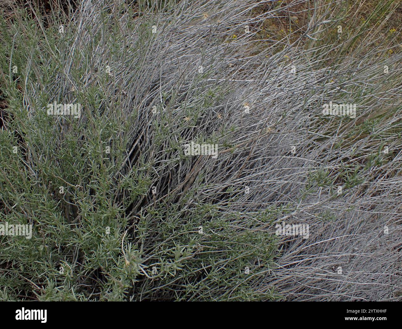 Yellow Rabbitbrush (Chrysothamnus viscidiflorus Stock Photo - Alamy
