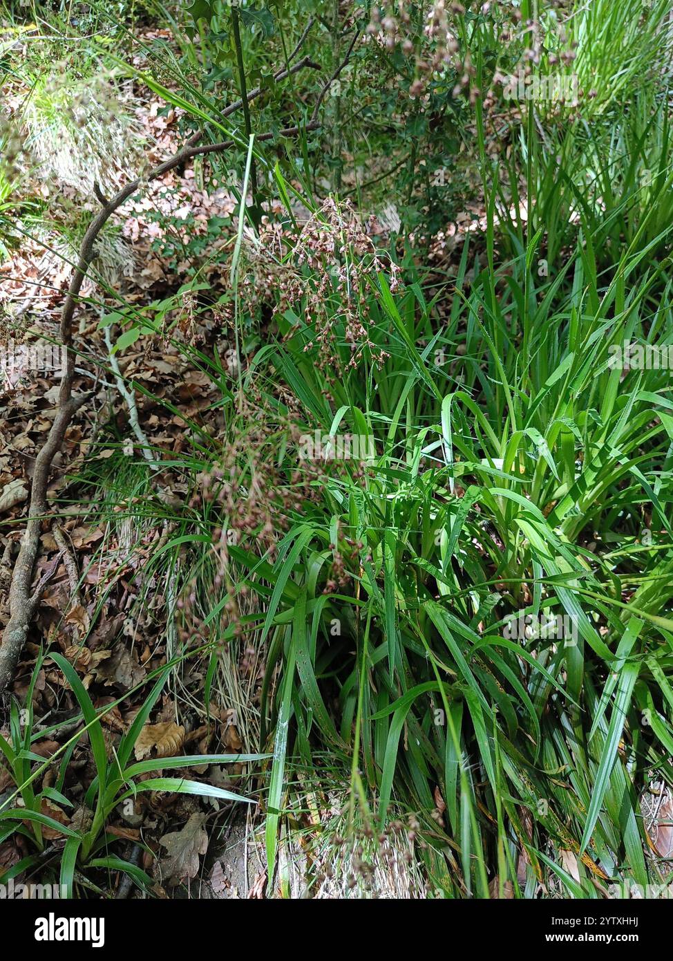 Great Woodrush (Luzula sylvatica Stock Photo - Alamy