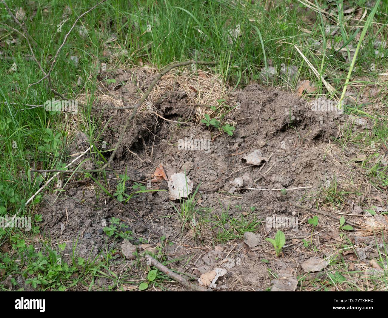 Eurasian Wild Pig (Sus scrofa Stock Photo - Alamy
