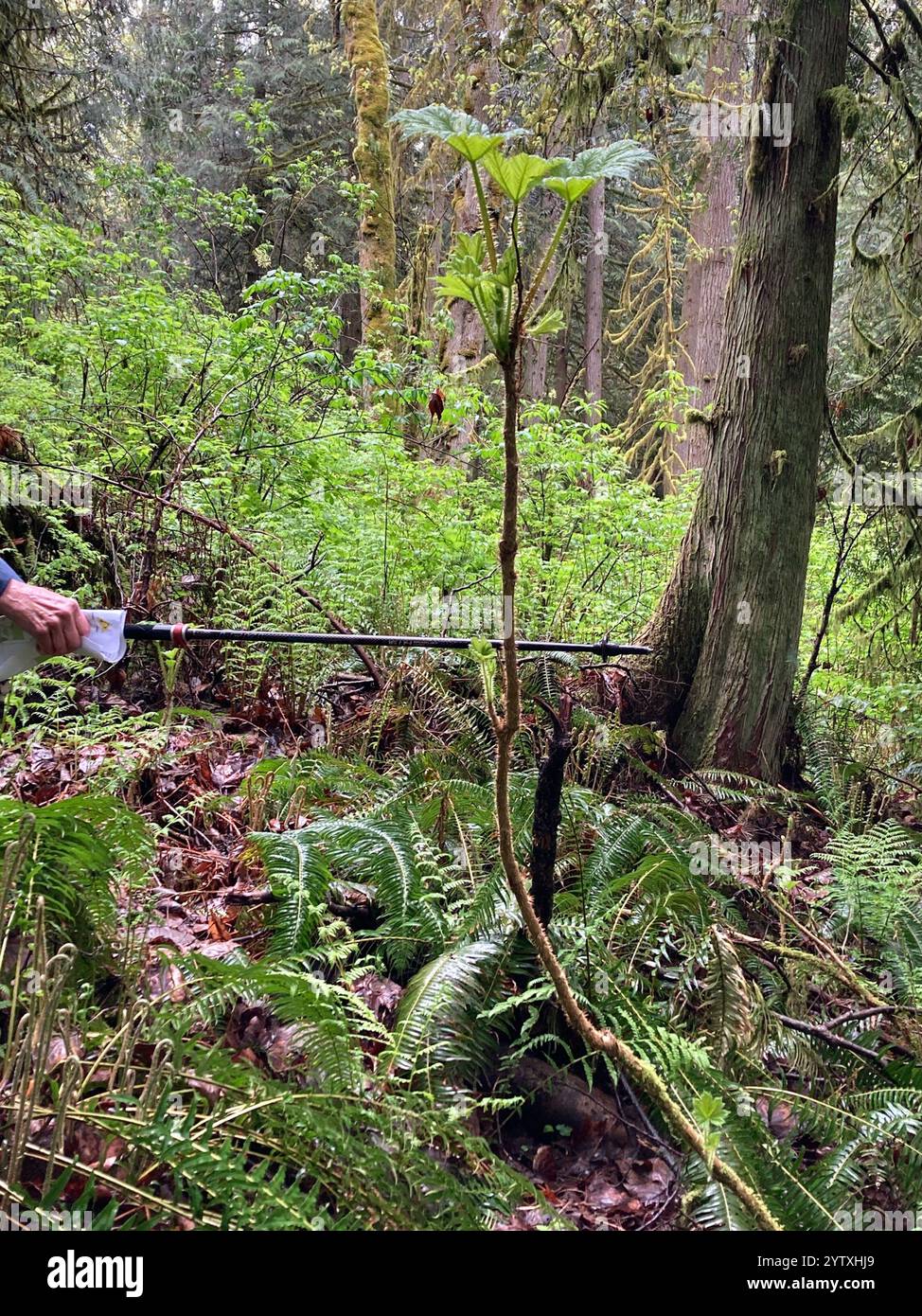 Devil's Club (Oplopanax horridus Stock Photo - Alamy