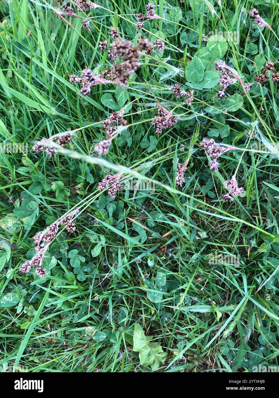 Field woodrush (Luzula campestris Stock Photo - Alamy