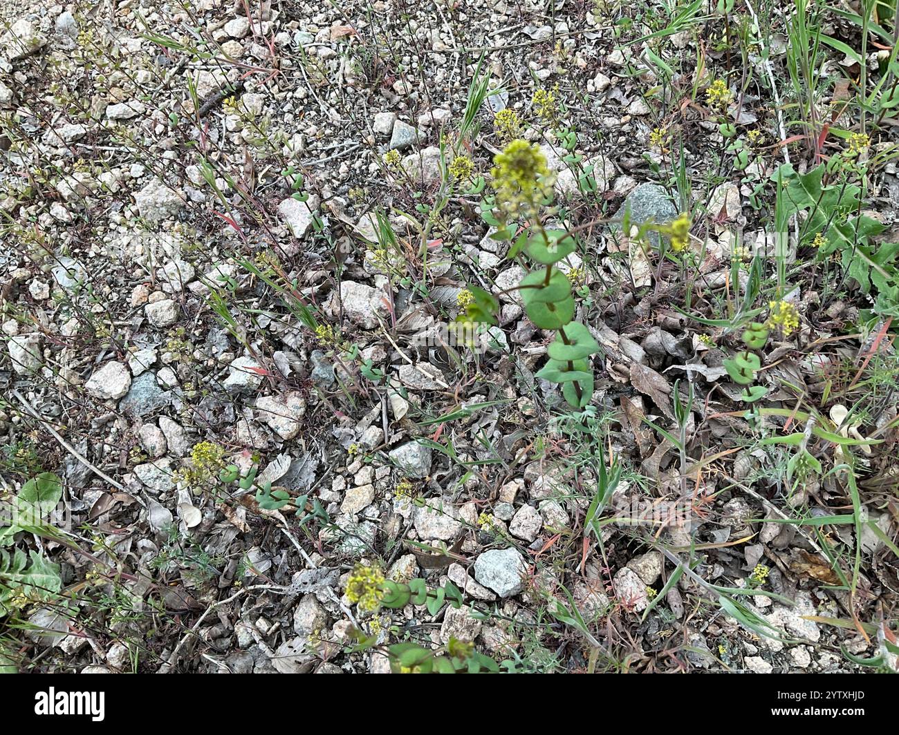 clasping pepperweed (Lepidium perfoliatum Stock Photo - Alamy