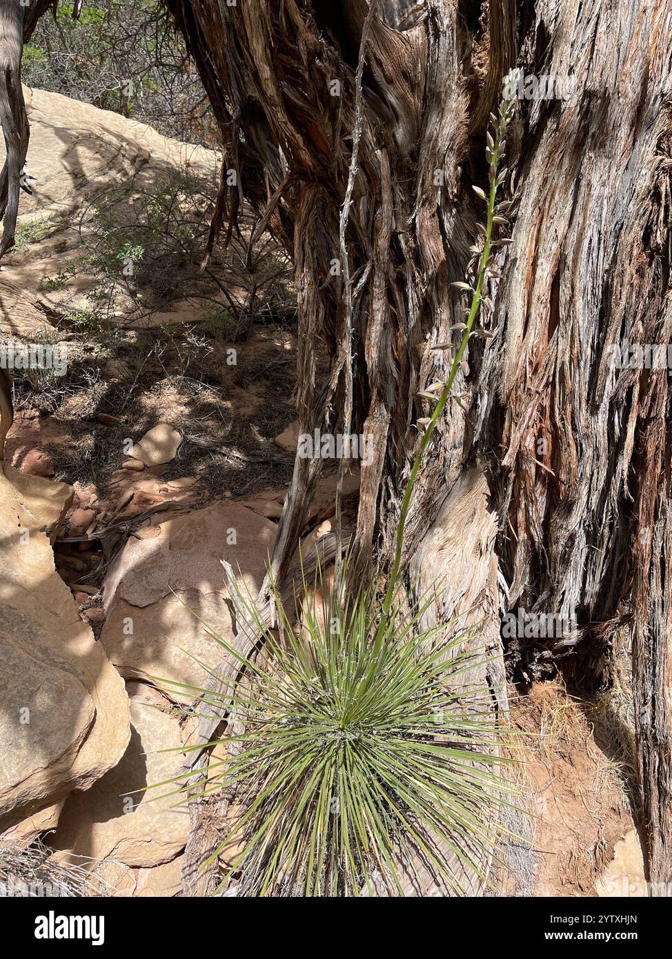 Narrowleaf yucca yucca angustissima hi-res stock photography and images ...