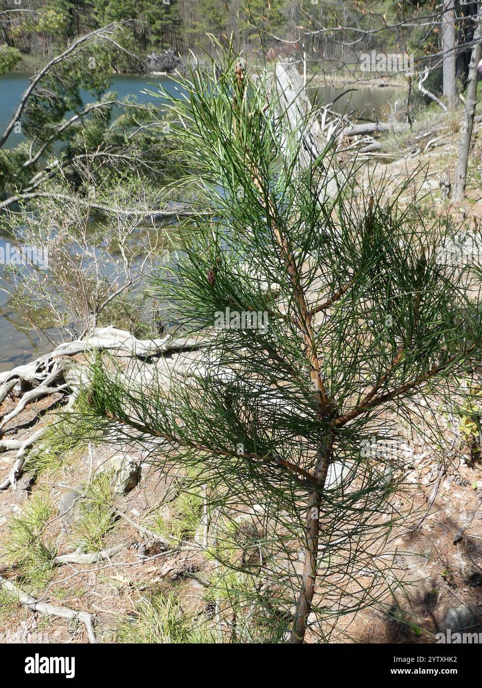 pitch pine (Pinus rigida Stock Photo - Alamy
