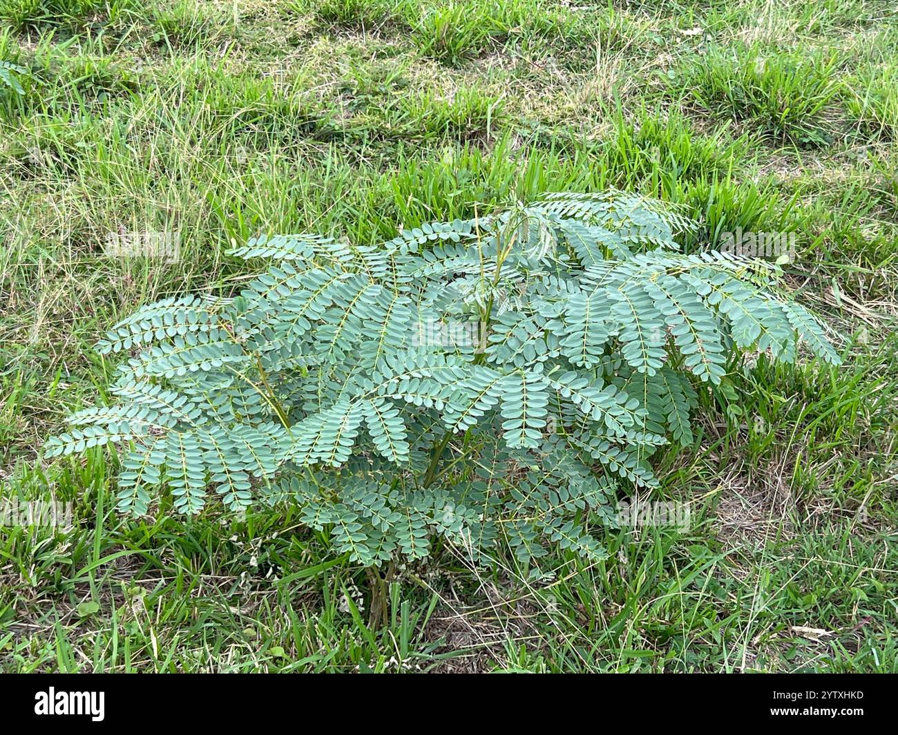 Monkey pod tree (Samanea saman Stock Photo - Alamy