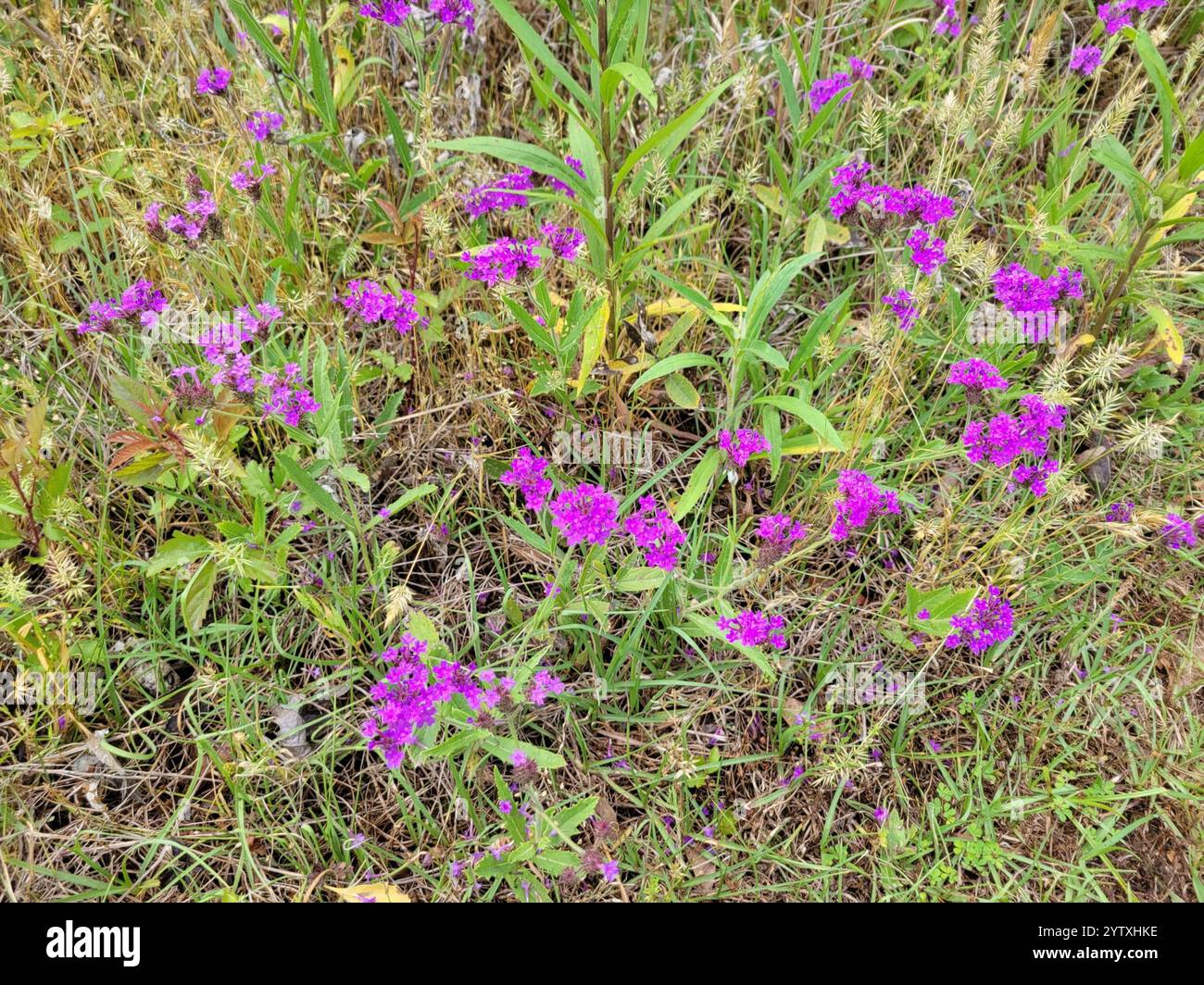 Slender Vervain (Verbena rigida Stock Photo - Alamy