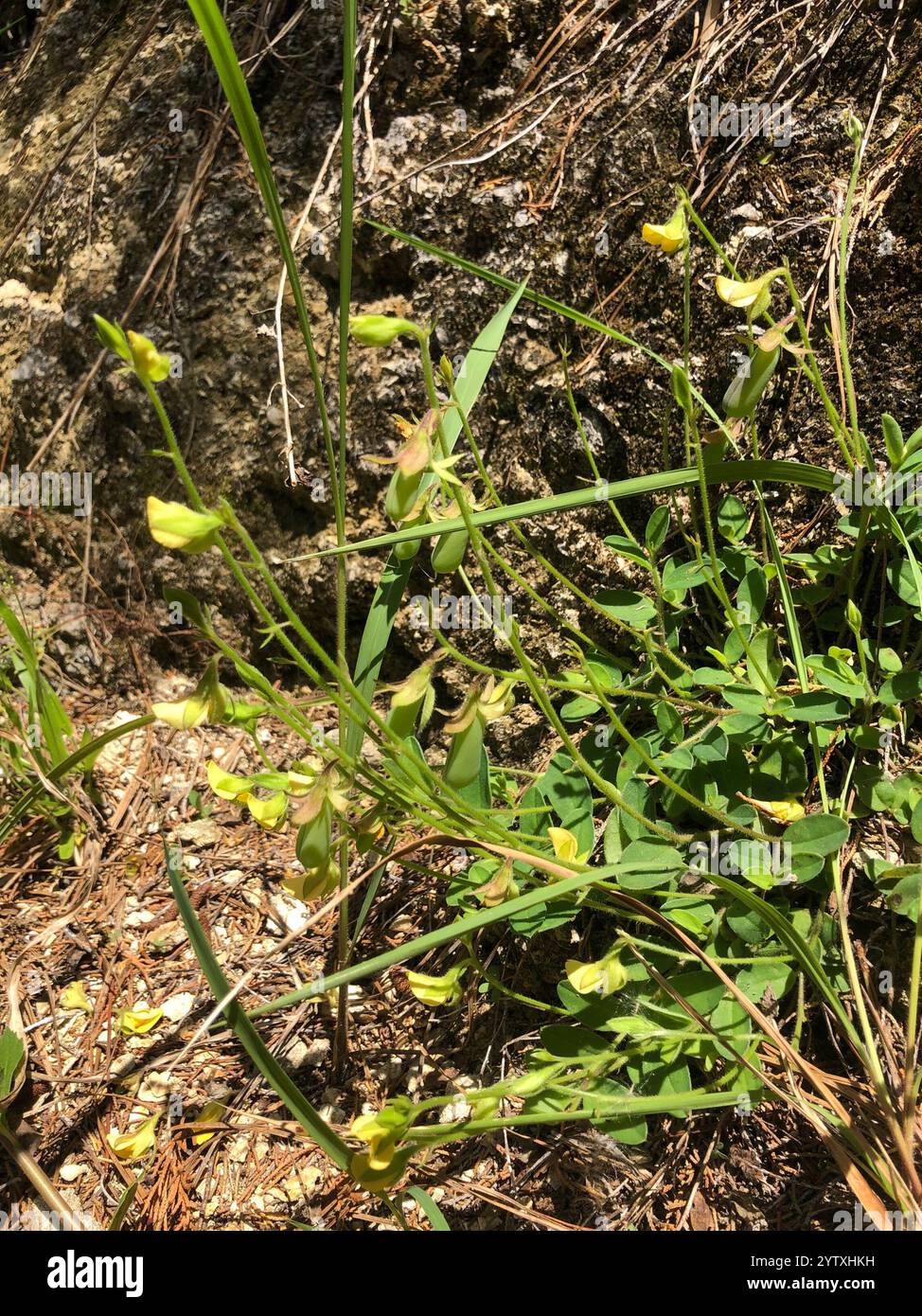 Rabbitbells (Crotalaria rotundifolia Stock Photo - Alamy