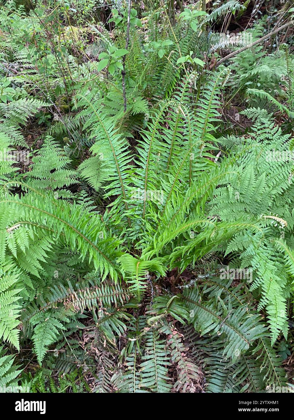 western sword fern (Polystichum munitum Stock Photo - Alamy