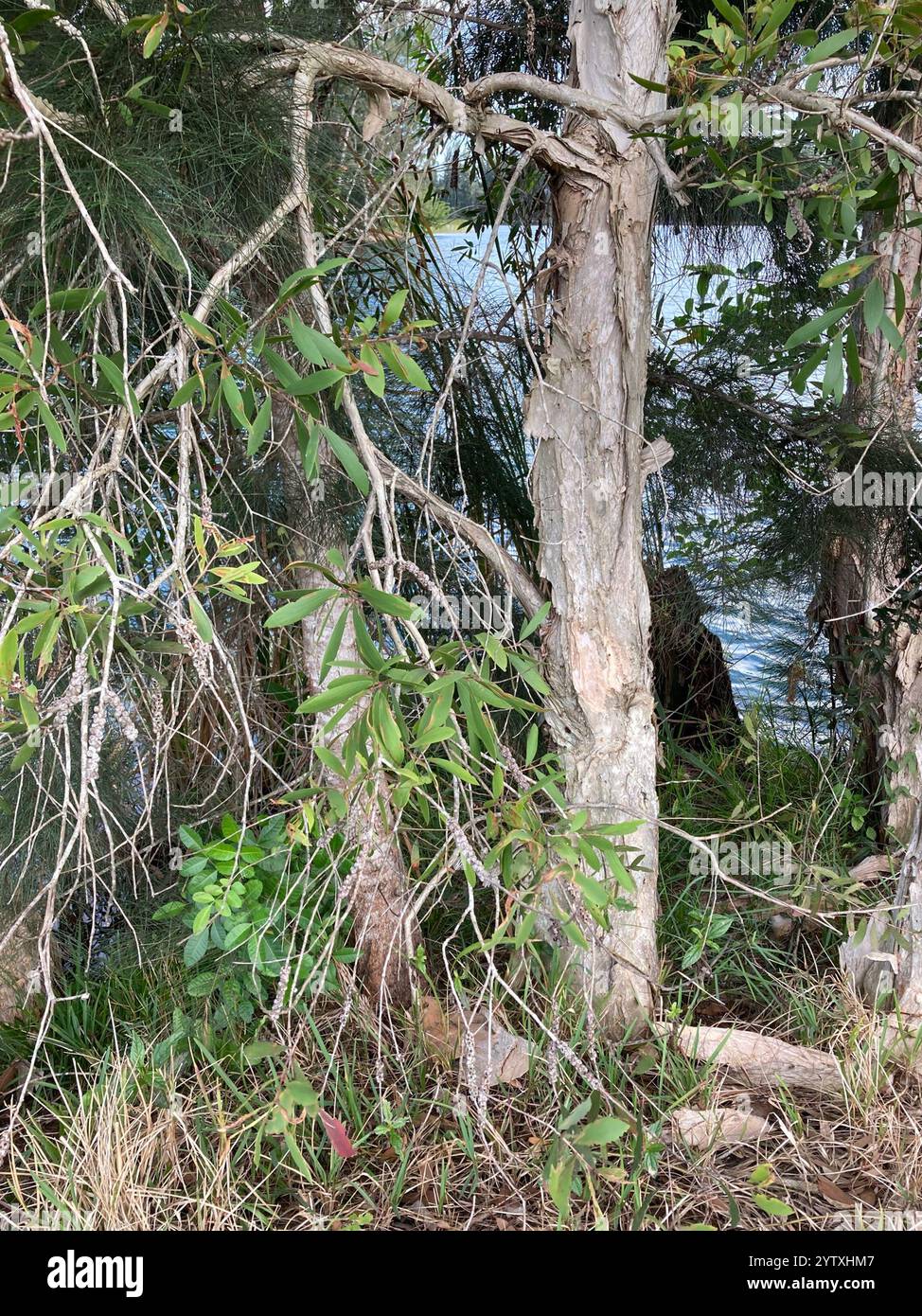 Broad-leaved paperbark (Melaleuca quinquenervia Stock Photo - Alamy