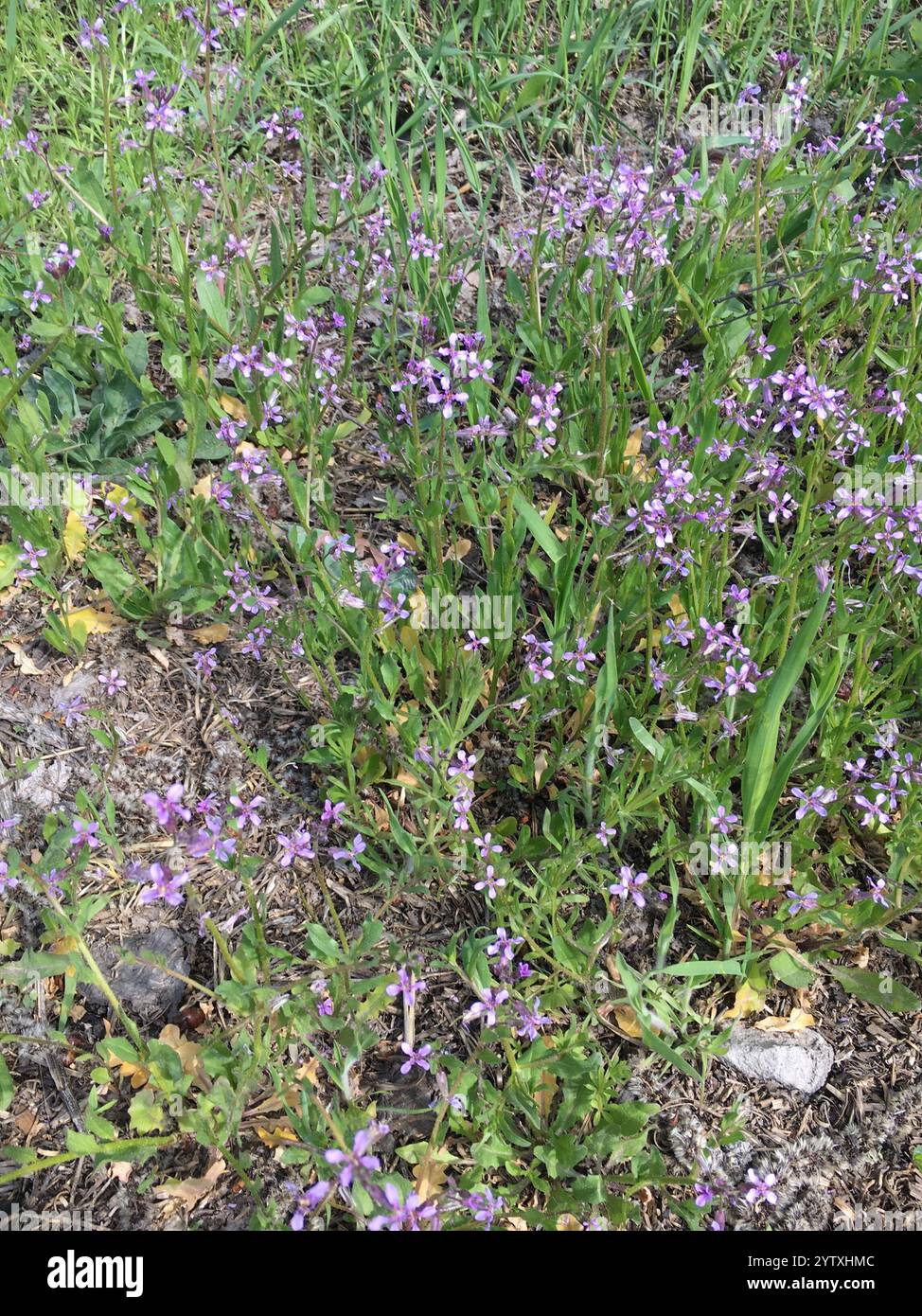 crossflower (Chorispora tenella Stock Photo - Alamy