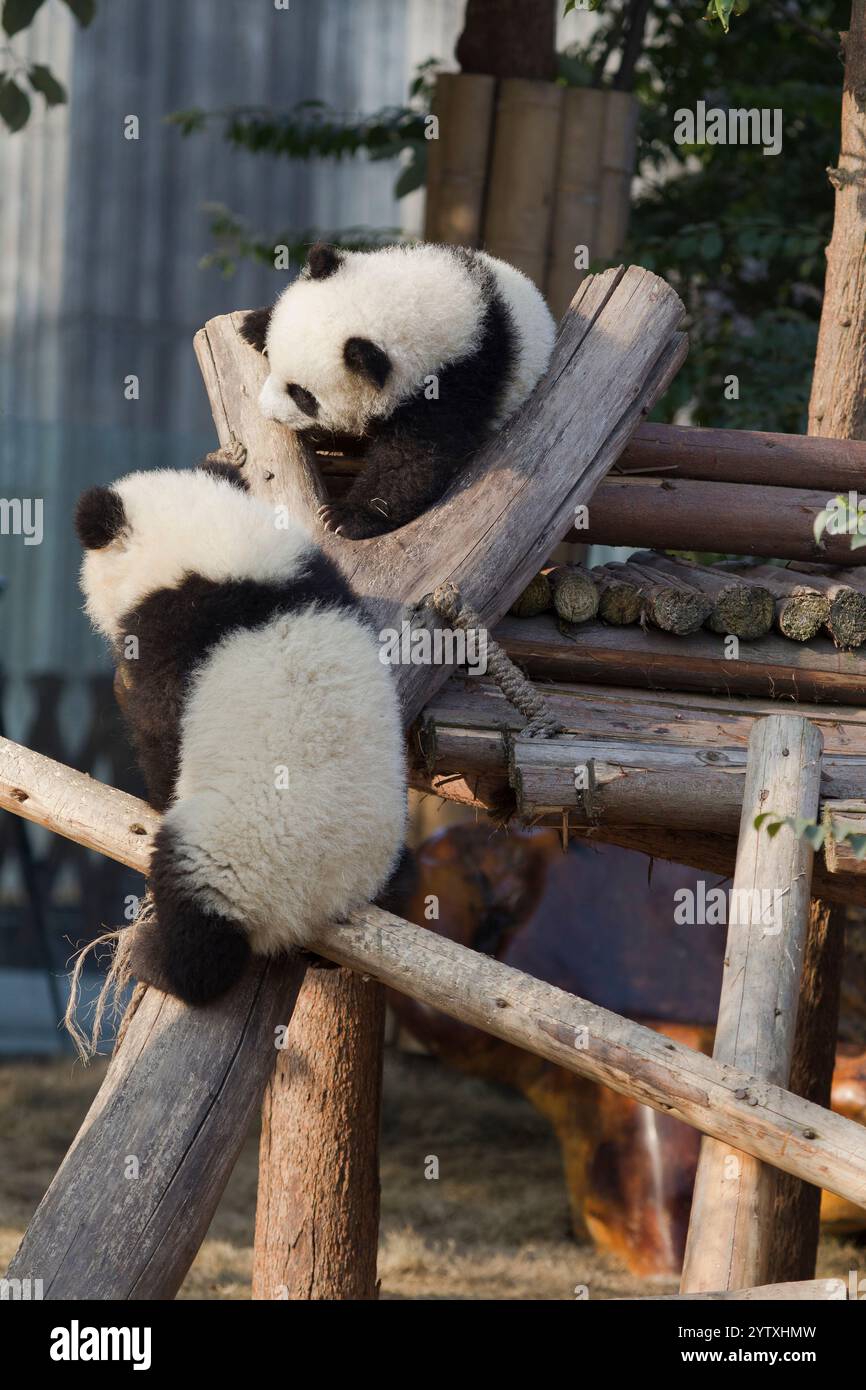 Baby Panda Playing On Slide