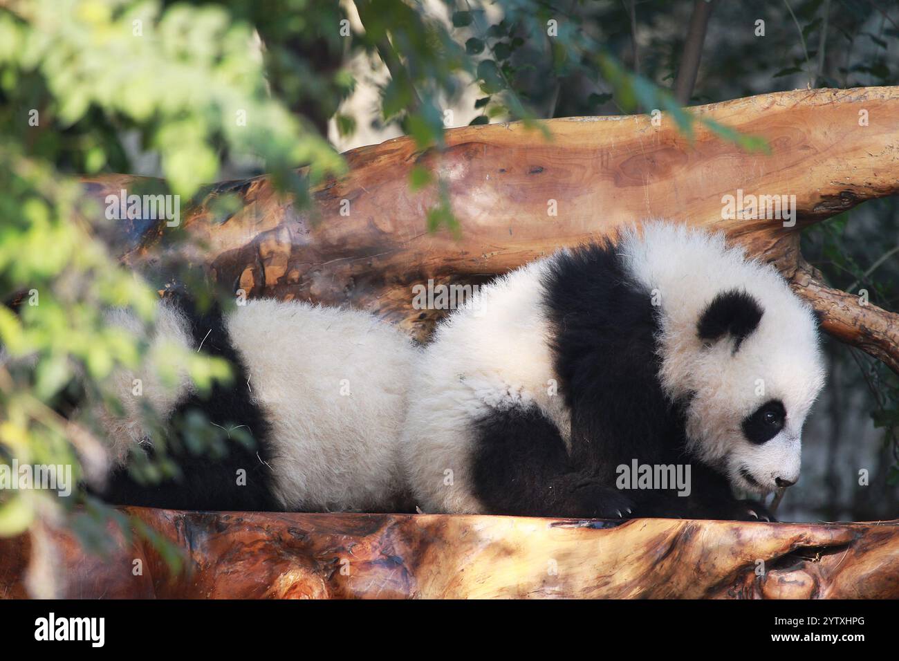 Baby pandas hi-res stock photography and images - Alamy