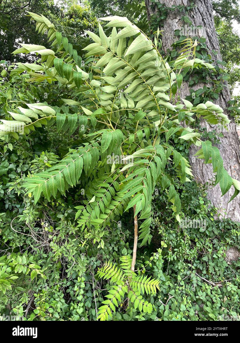 tree-of-heaven (Ailanthus altissima Stock Photo - Alamy