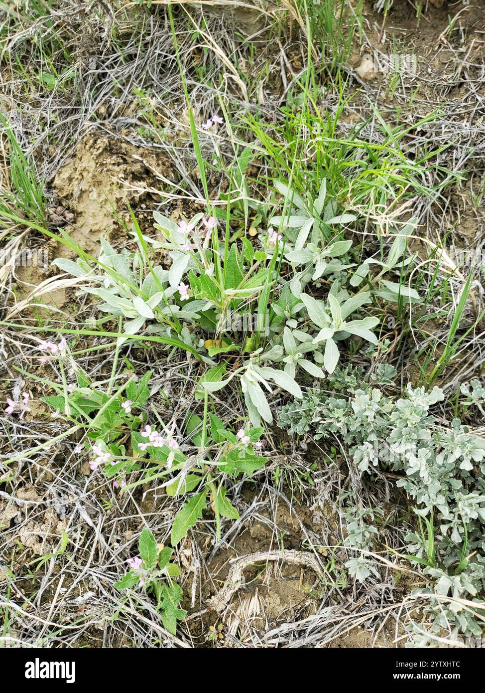 African mustard (Strigosella africana Stock Photo - Alamy