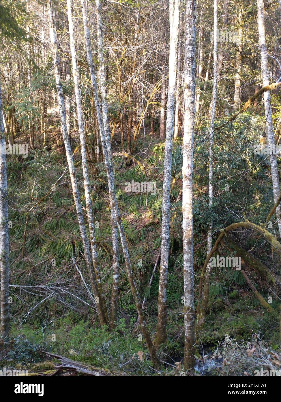 Red Alder (Alnus rubra Stock Photo - Alamy