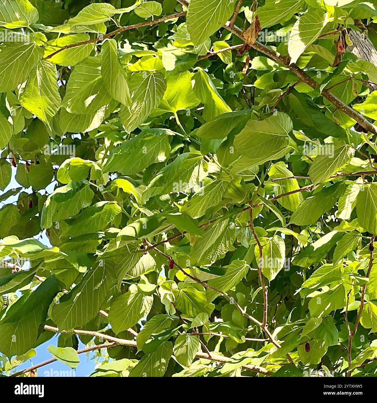 red mulberry (Morus rubra Stock Photo - Alamy