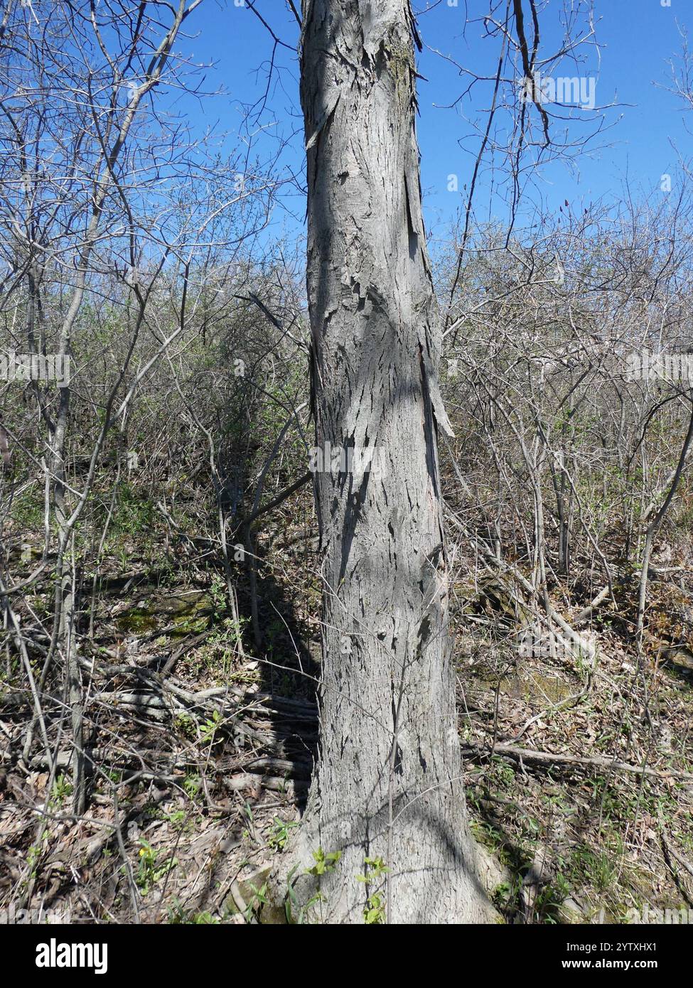 shagbark hickory (Carya ovata Stock Photo - Alamy