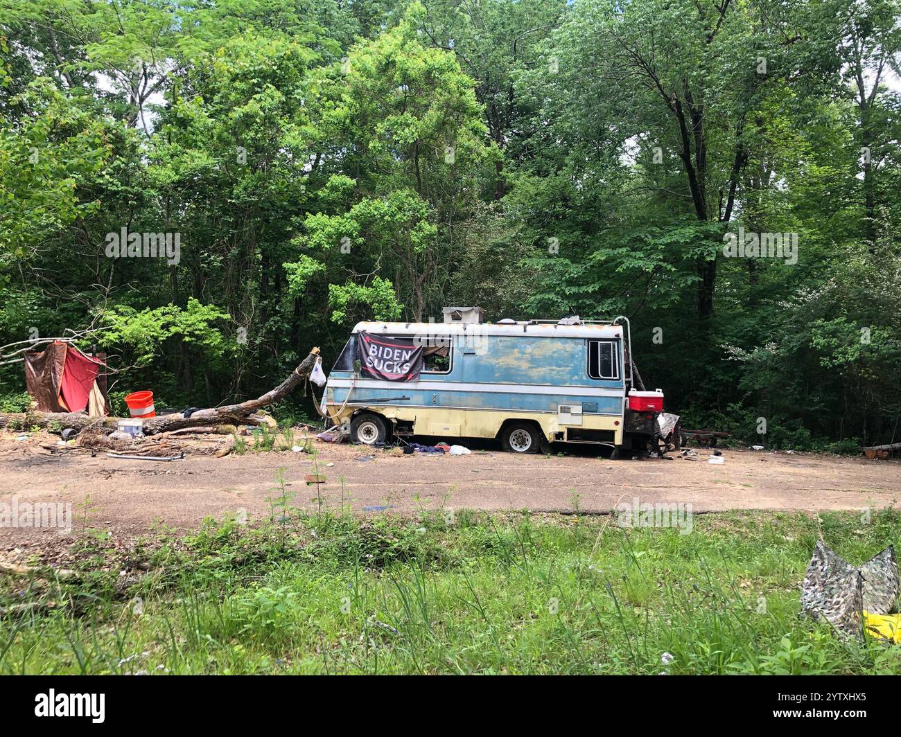 American lotus (Nelumbo lutea Stock Photo - Alamy