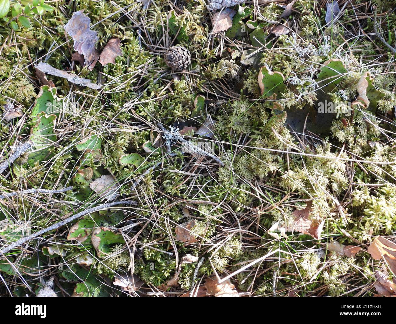 freckled pelt lichen (Peltigera aphthosa Stock Photo - Alamy