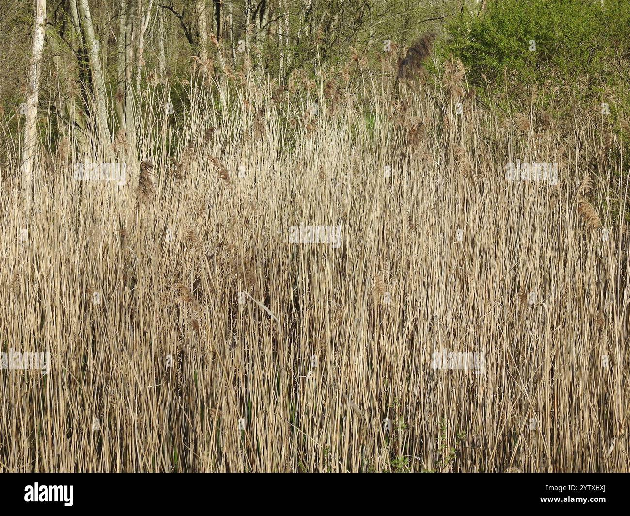 European reed (Phragmites australis australis Stock Photo - Alamy