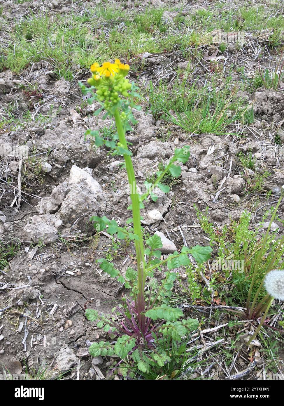 Butterweed (Packera glabella Stock Photo - Alamy