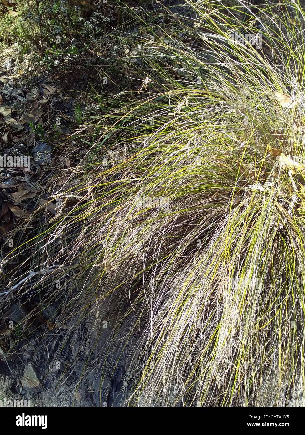 Wire rapier-sedge (Lepidosperma semiteres Stock Photo - Alamy