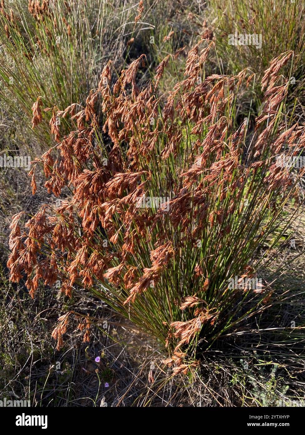 Restiads hi-res stock photography and images - Alamy