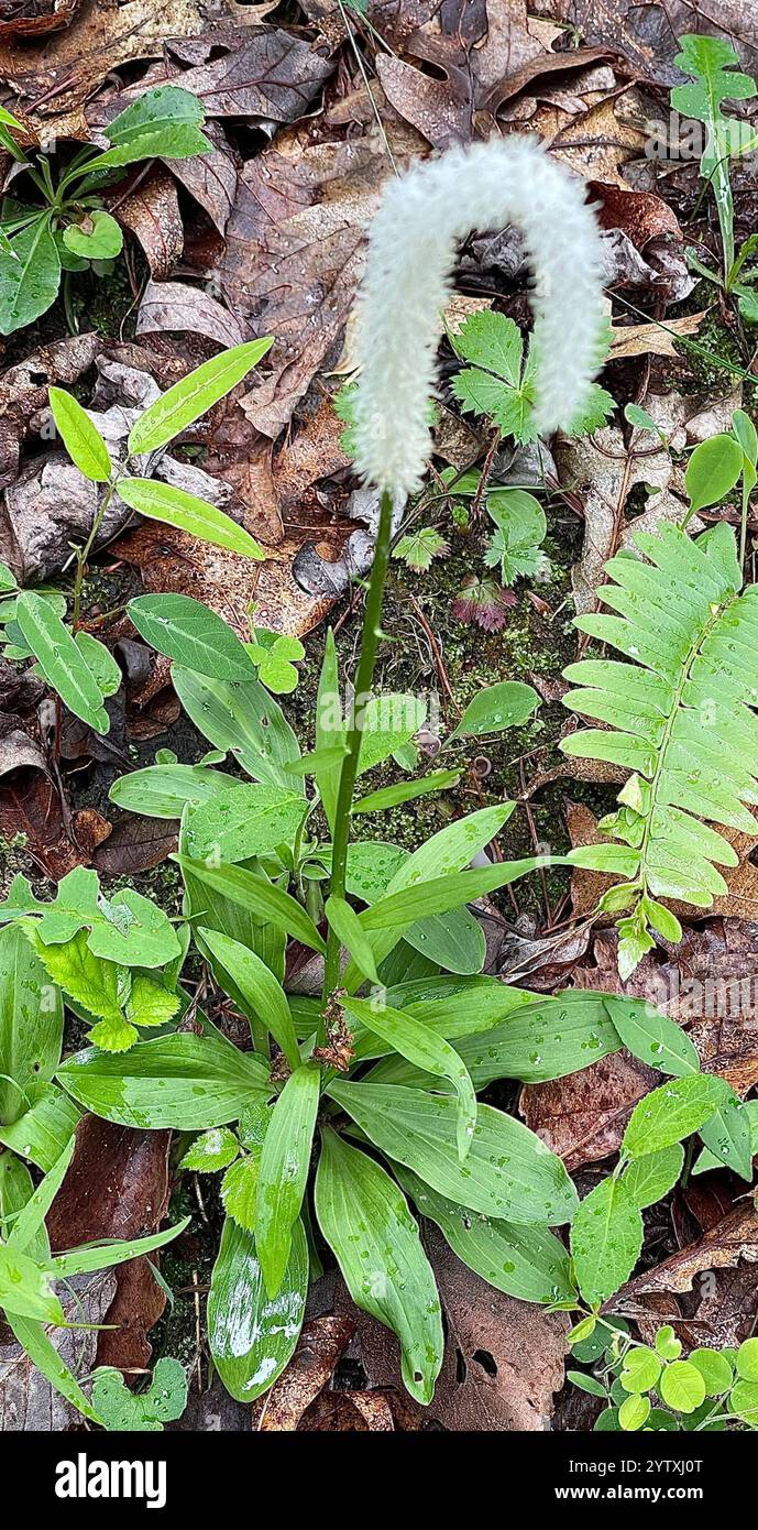 devil's bit (Chamaelirium luteum Stock Photo - Alamy