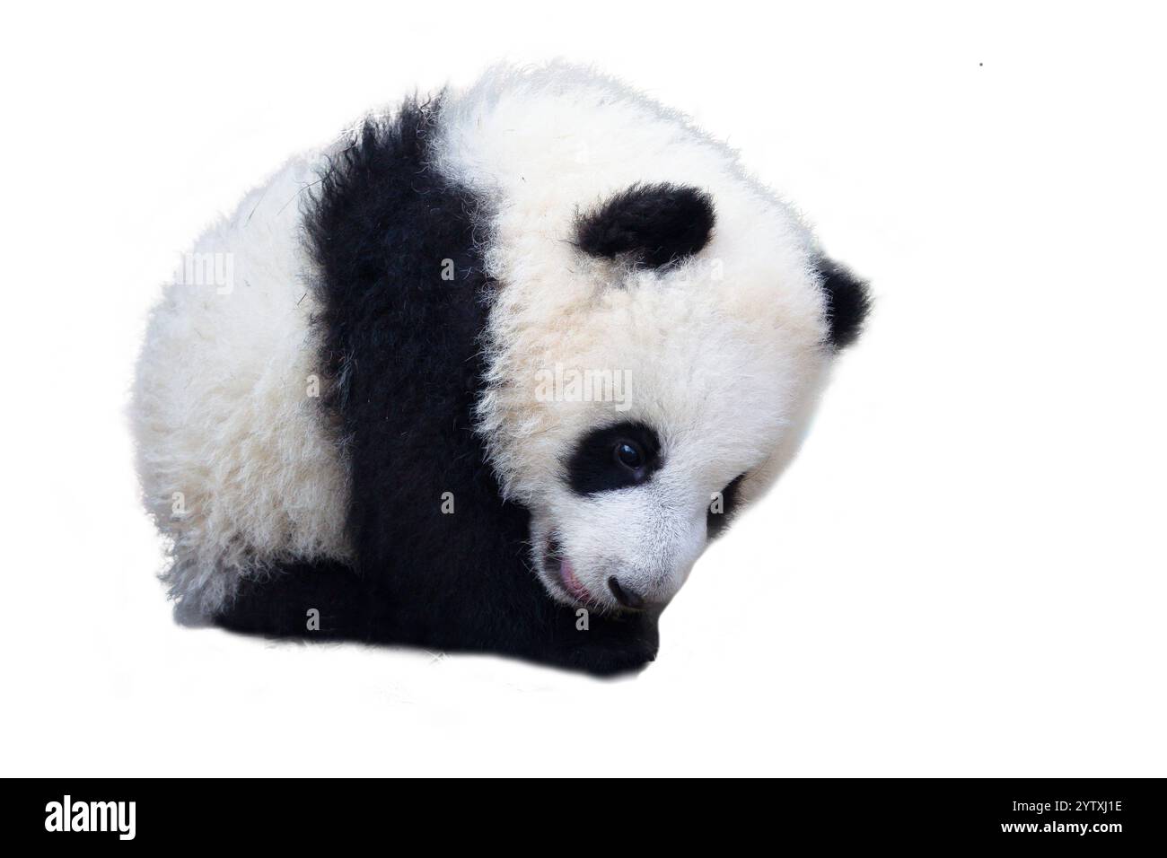 Adorable Baby Panda isolated on white Stock Photo - Alamy