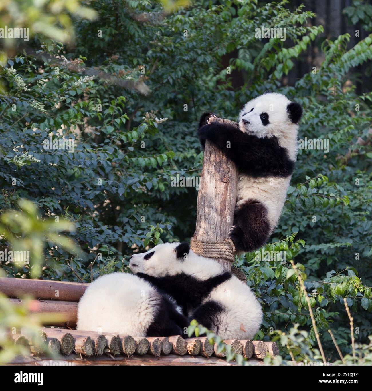 Three 3-month adorable baby pandas Stock Photo - Alamy