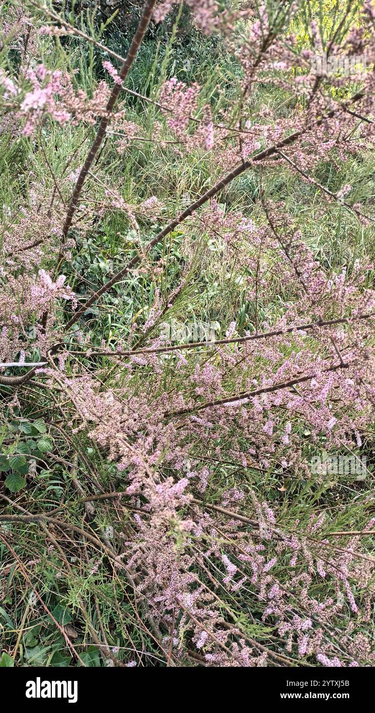 Five-stamen Tamarisk (Tamarix chinensis Stock Photo - Alamy