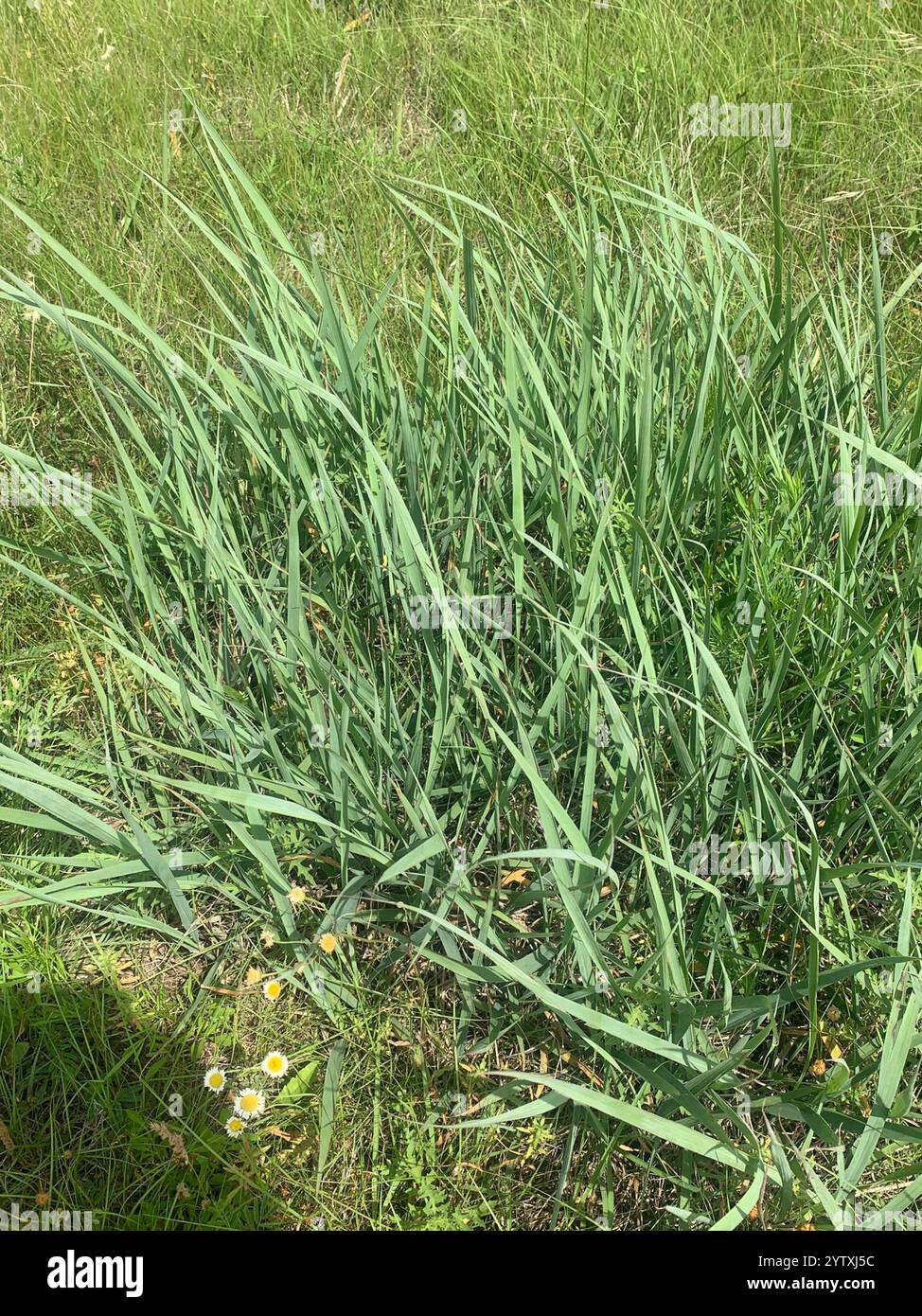 switchgrass (Panicum virgatum Stock Photo - Alamy