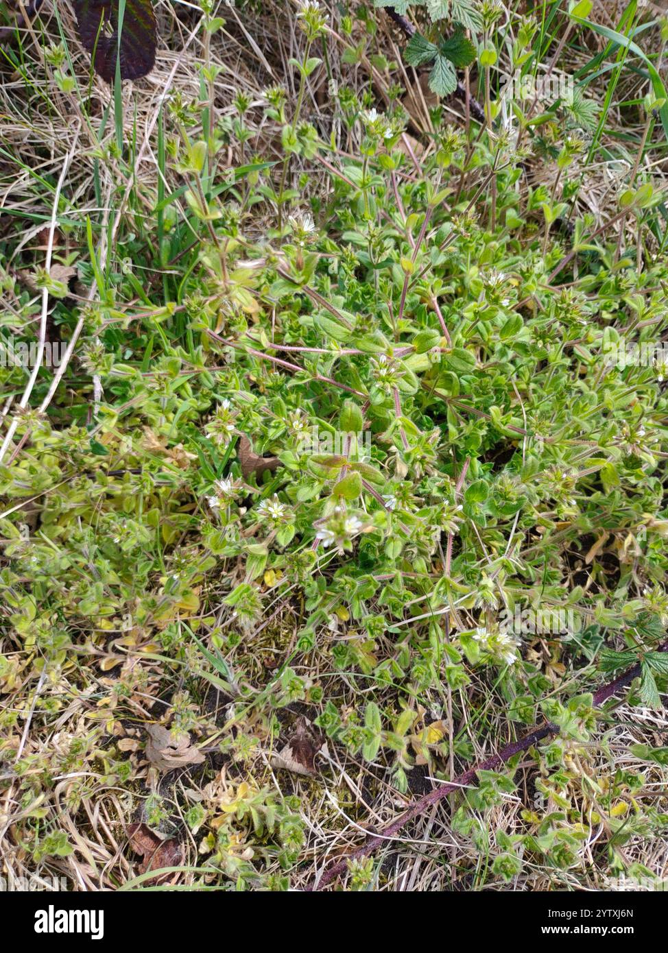 Sticky mouse-ear chickweed (Cerastium glomeratum Stock Photo - Alamy