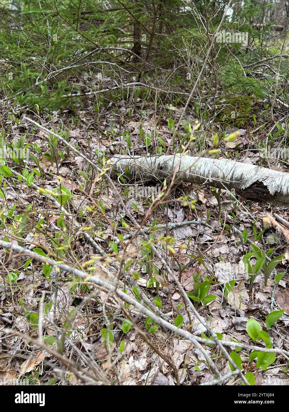 Dirca hi-res stock photography and images - Alamy