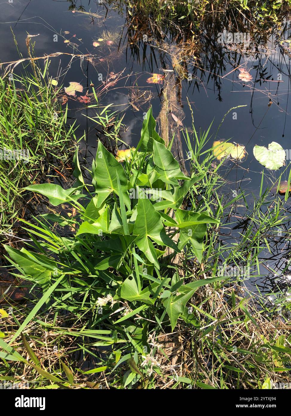 Green Arrow Arum (Peltandra virginica Stock Photo - Alamy