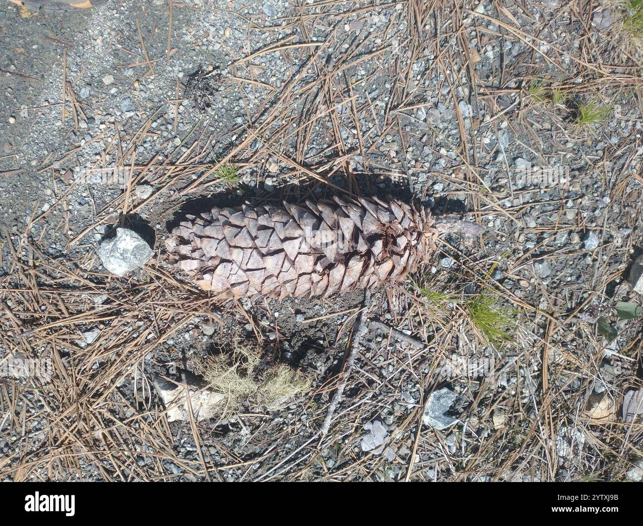 sugar pine (Pinus lambertiana Stock Photo - Alamy
