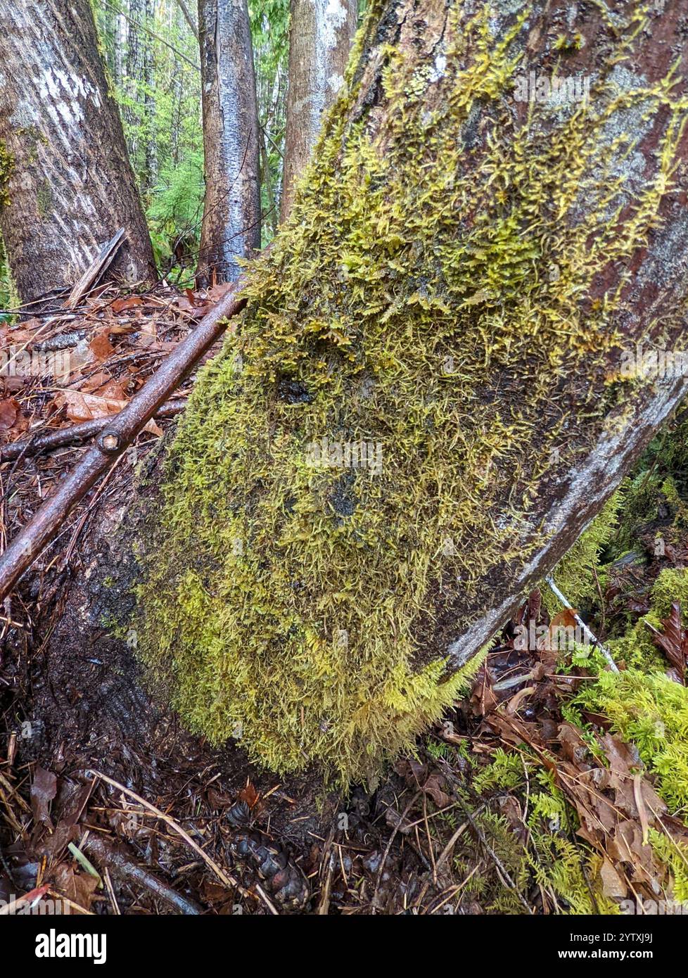 Peacock Vinyl Lichen (Scytinium polycarpum Stock Photo - Alamy