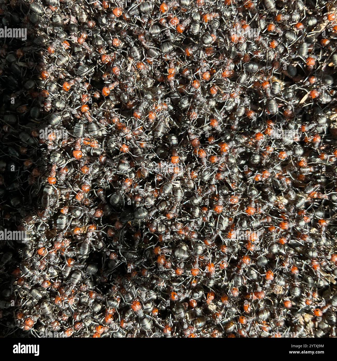 Western Thatching Ant (Formica obscuripes Stock Photo - Alamy