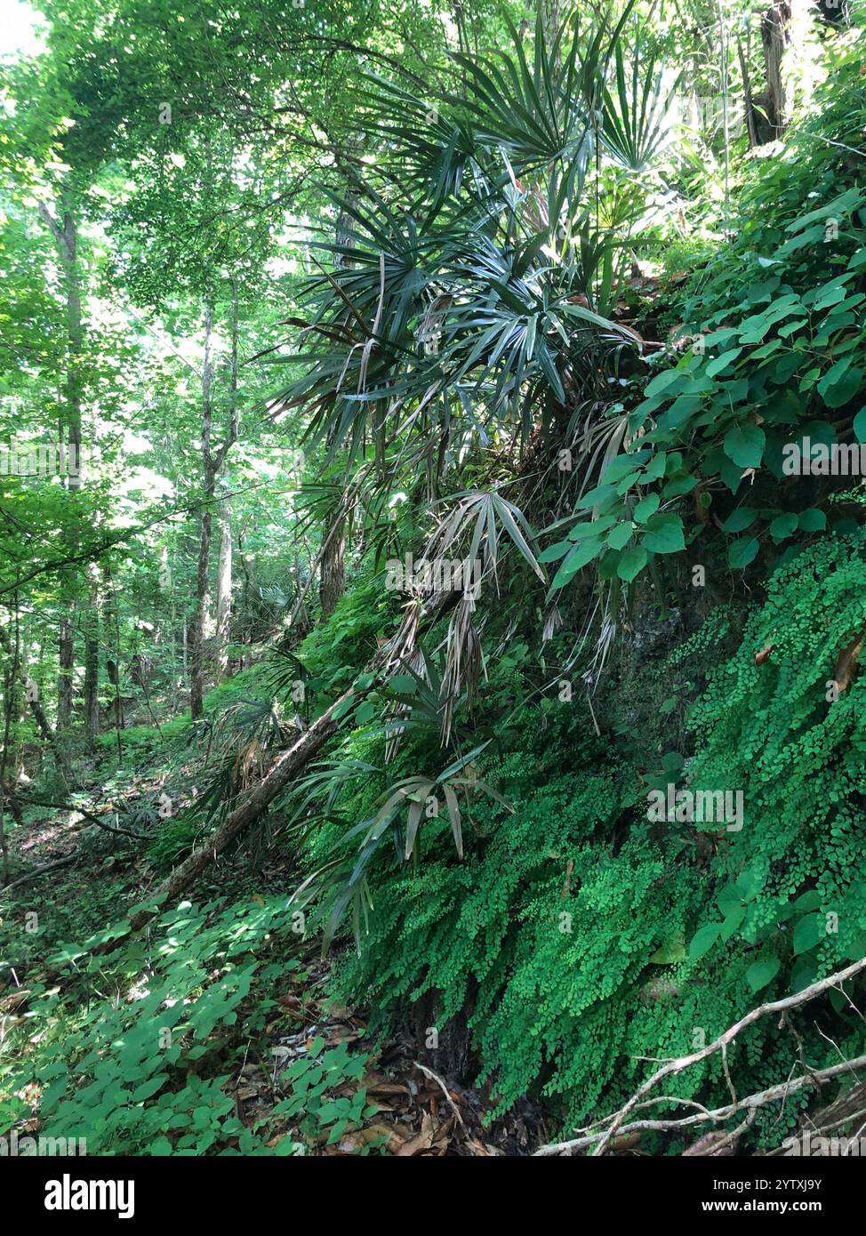 needle palm (Rhapidophyllum hystrix Stock Photo - Alamy