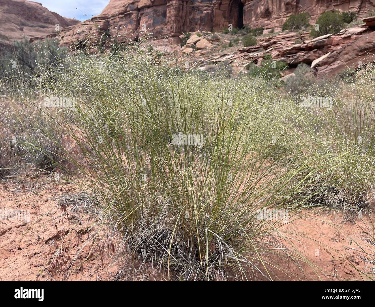Sand Ricegrass (Eriocoma hymenoides Stock Photo - Alamy