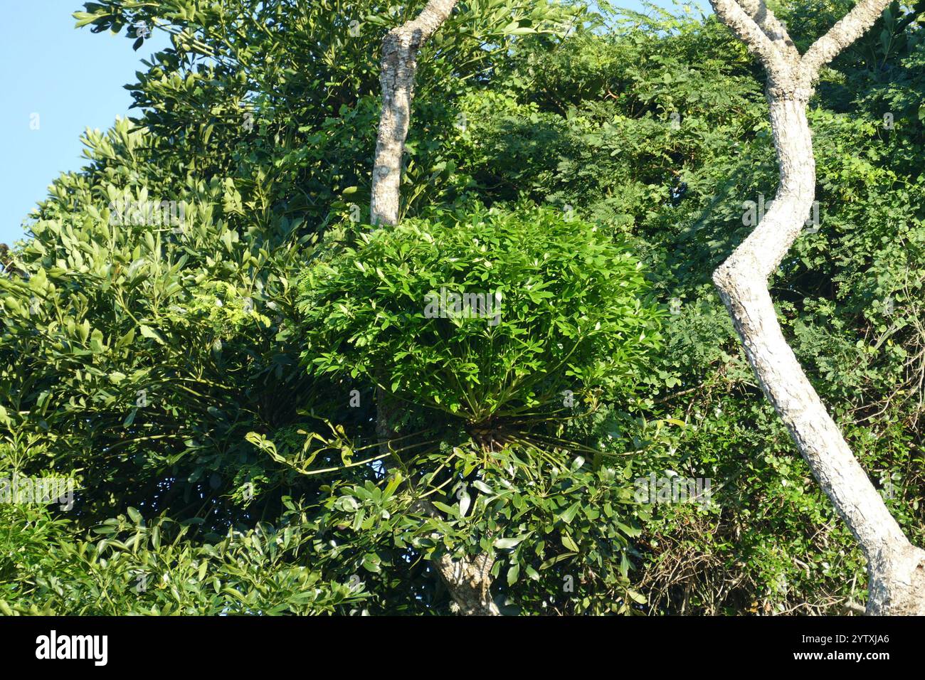 Natal forest cabbage tree (Cussonia sphaerocephala Stock Photo - Alamy