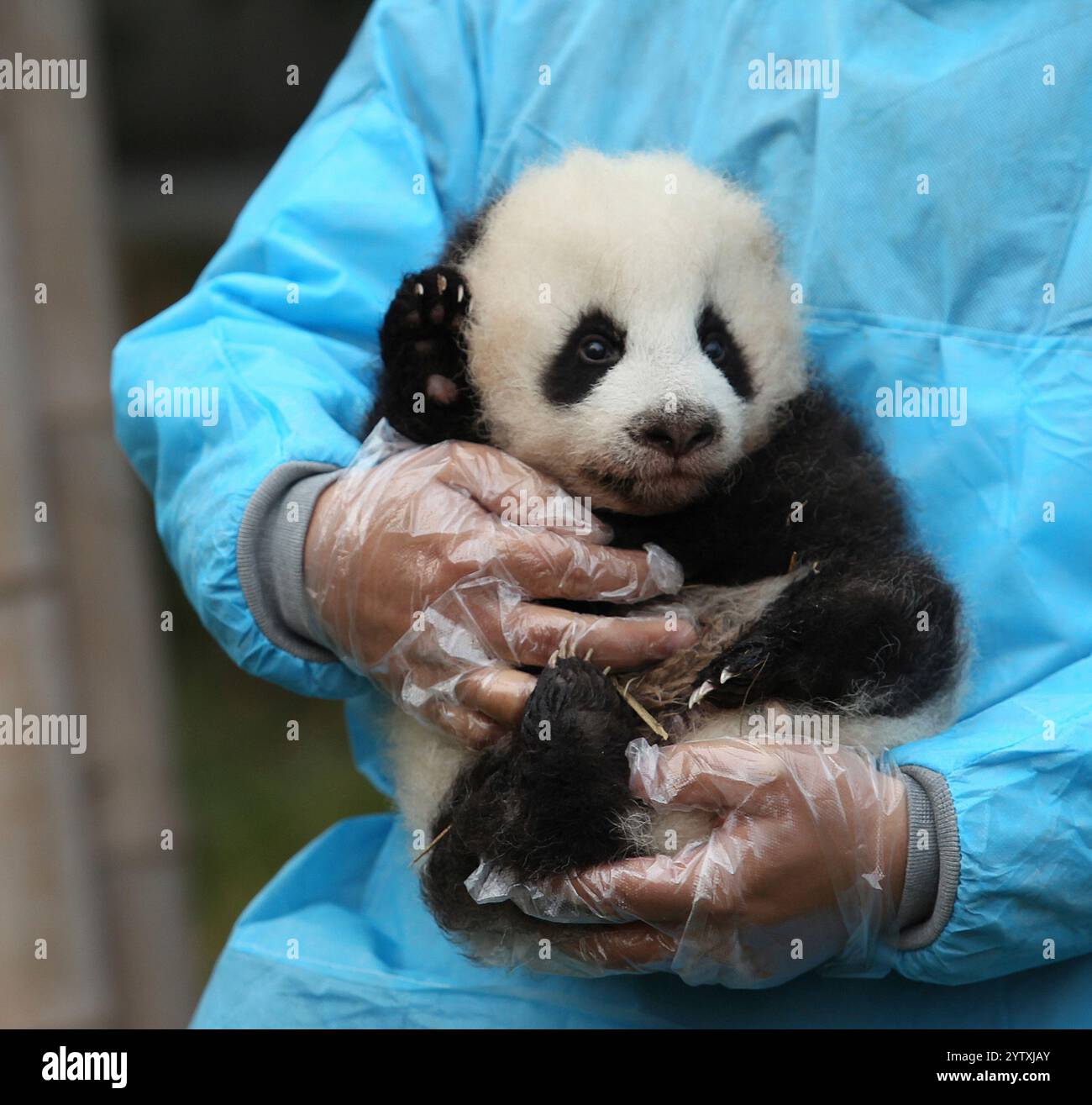 Three-month old baby panda Stock Photo - Alamy