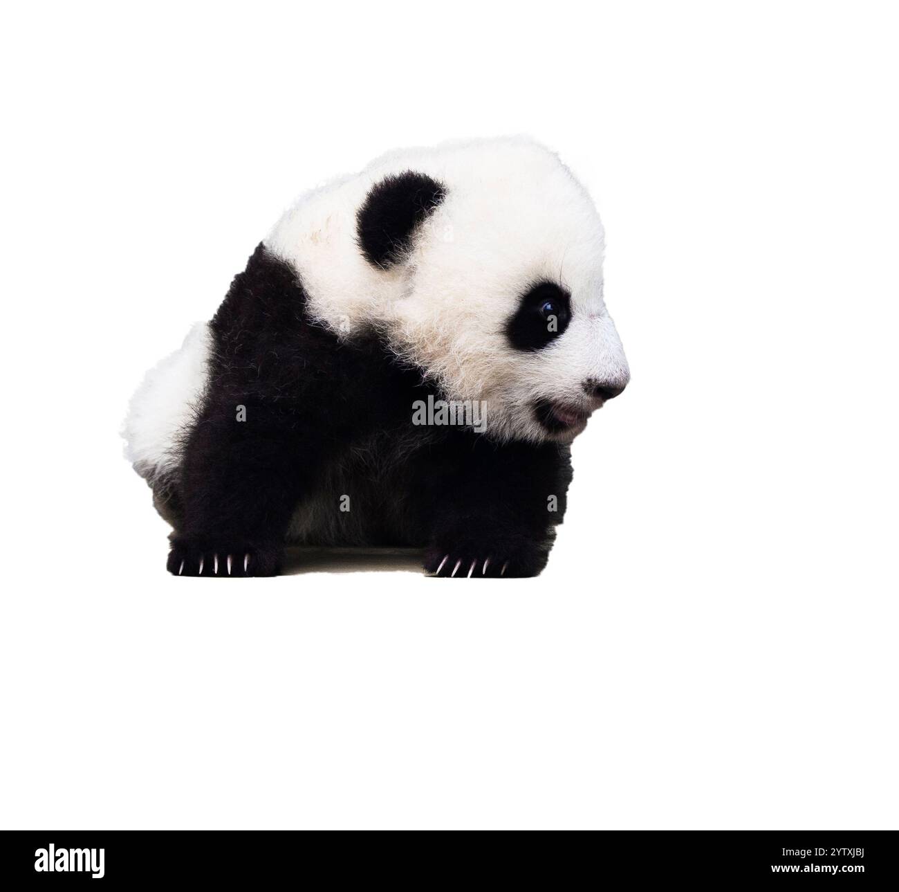 Three-month old baby panda is looking around Stock Photo - Alamy