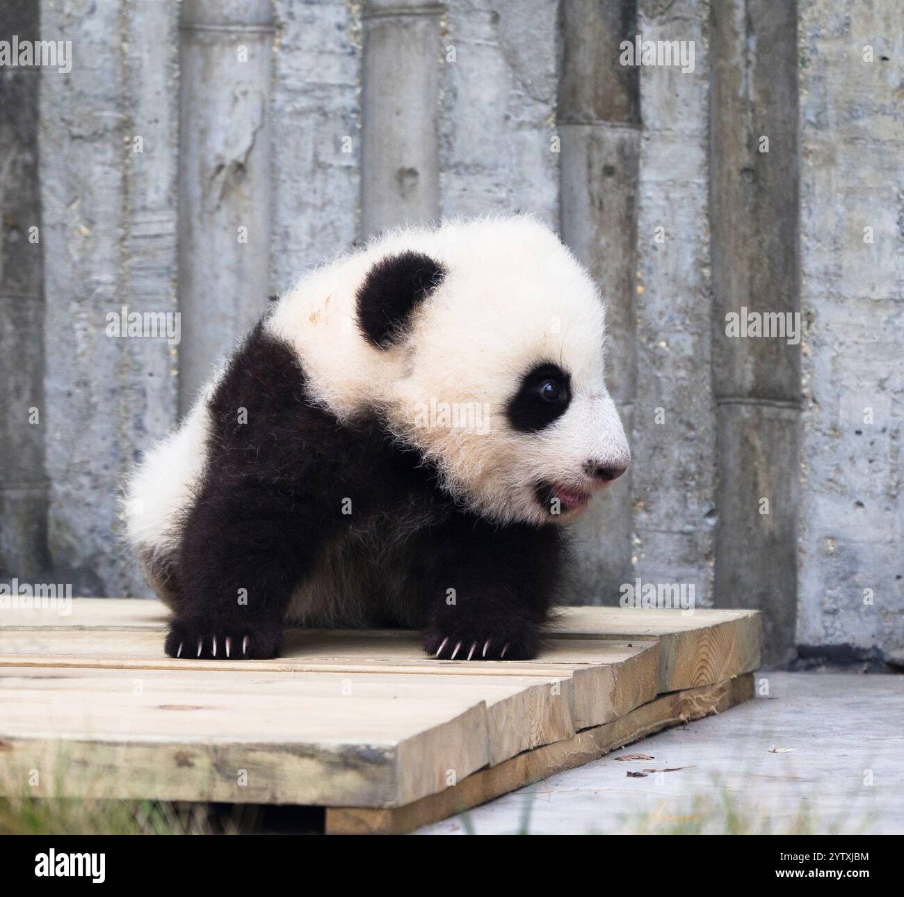 Three-month old baby panda is looking around Stock Photo - Alamy