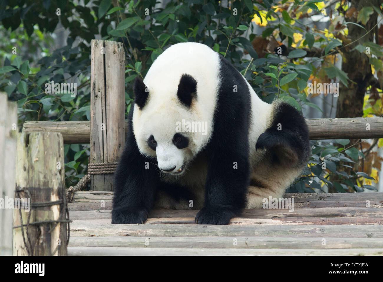 A panda is scratching in the zoo Stock Photo - Alamy