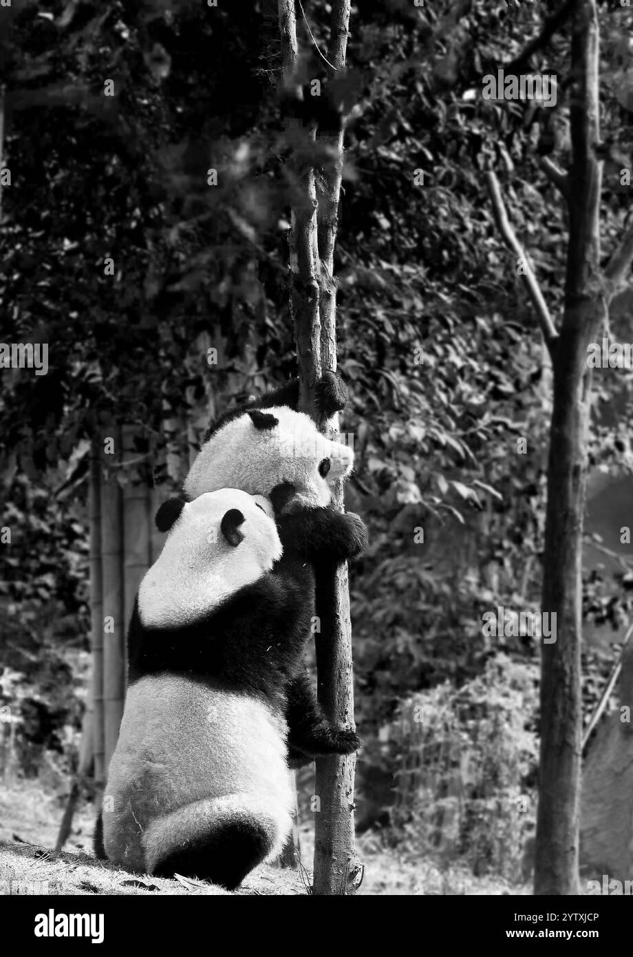 One panda is helping other to climb the tree, Chengdu, China Stock ...