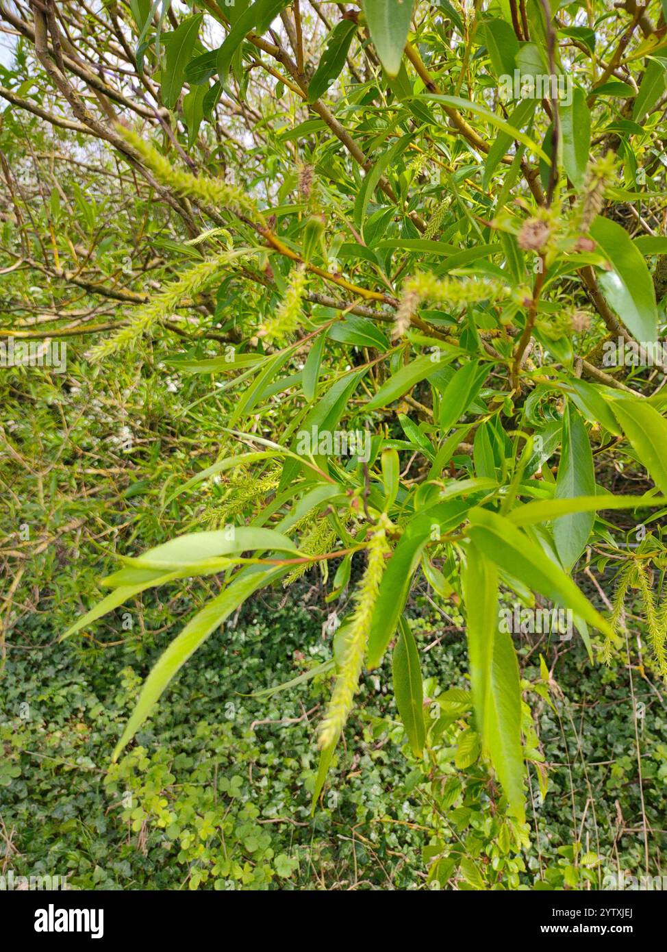 hybrid crack willow (Salix × fragilis Stock Photo - Alamy