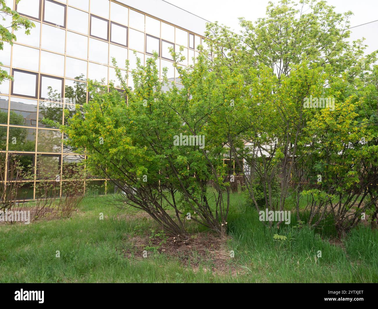 Siberian peashrub (Caragana arborescens Stock Photo - Alamy